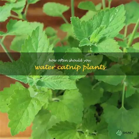 Watering Frequency For Catnip How Often Should You Give Your Catnip