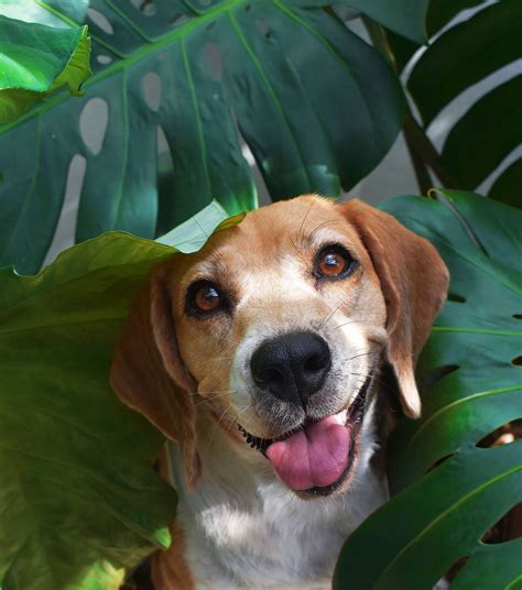 Las 24 Razas De Perros Medianos Más Populares
