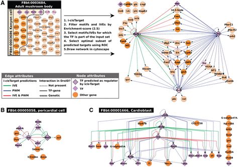 Direct Tf Target Regulatory Interactions Derived From Fbbt Gene Sets