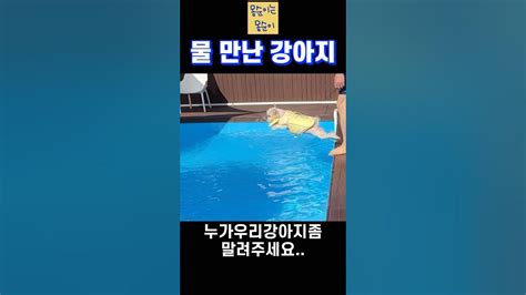 누가우리강아지좀말려주세요 Shorts 물만난강아지 다이빙하는강아지 강아지수영 Youtube