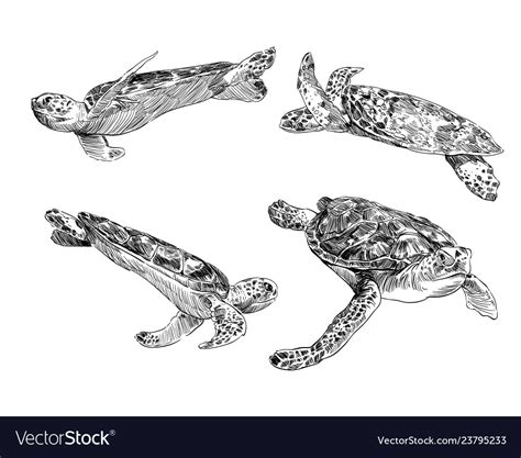 Sea Turtle From A Different Angle Hand Drawn Set Vector Image