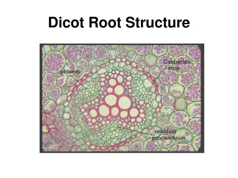 Plant Roots Ppt Download