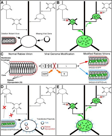 Monosynaptic Restriction Of Transsynaptic Tracing From Single