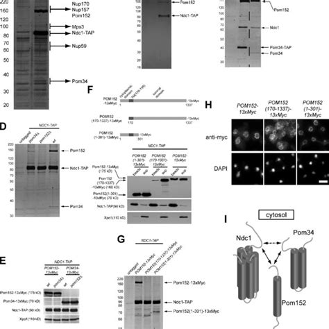 Summary Model Of The Ndc1 Interaction Network Solid Arrows Depict Download Scientific Diagram