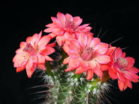 Download Pink Flower Close Up Flower Nature Cactus Hd Wallpaper