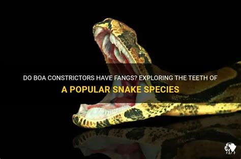 Do Boa Constrictors Have Fangs Exploring The Teeth Of A Popular Snake Species Petshun