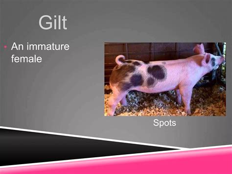 Swine Production Pptx Pets