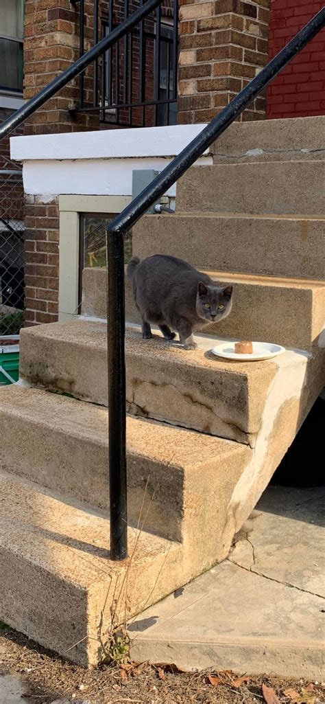 This Chunky Girl Just Showed Up Near The Hill The Last Week Or So R
