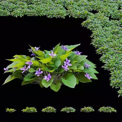 Viola Odorta Flower 3d Model Cgtrader