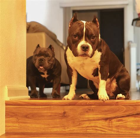 Carolina Bully Farms Hawaii Home