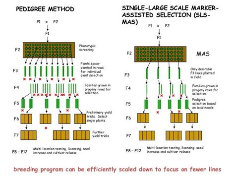 Marker Assisted Selection