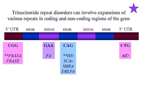 Trinucleotide Repeat Disorders Huntington Disease You Must Know