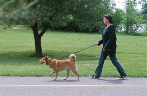 The Benefits Of Walking Your Dog The Dogington Post
