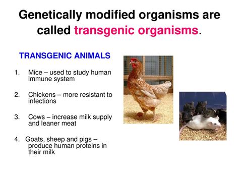 Transgenic Organisms List