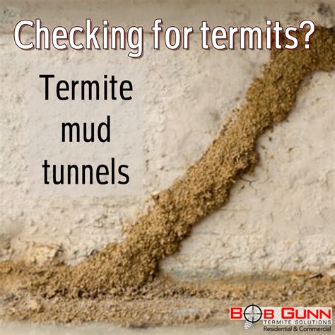 🐜🚫🔍 Termiteawareness Bob Gunn Termite Solutions