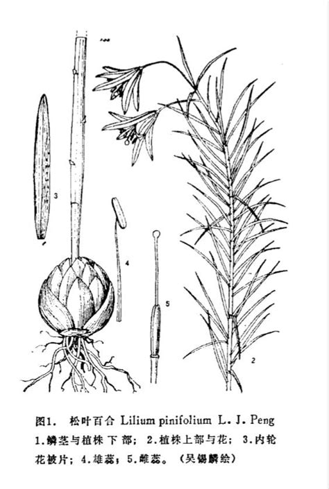 Lilium Pinifolium Bop1 Lpini20 1x Lilium Division Ix Shop