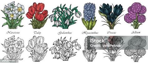 봄 꽃의 새겨진 그림과 함께 손으로 그린 벡터 세트 크로커스 튤립 수선화 Galanthus 히아신투스 알리움 히아신스에 대한 스톡 벡터 아트 및 기타 이미지 Istock