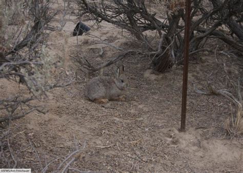 Pygmy Rabbit Facts Pictures And Information The Worlds Smallest Rabbit