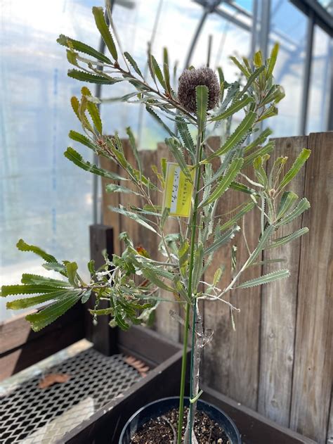 植物 沼ノ上農園