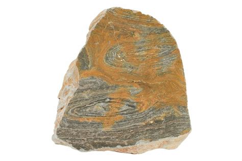 8 1 Polished Mesoproterozoic Stromatolite Conophyton Australia