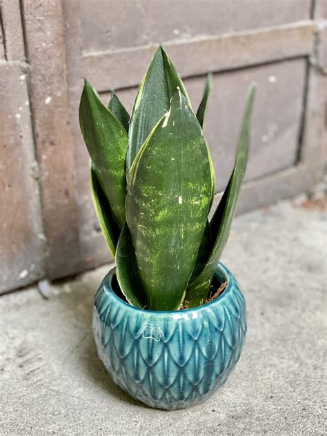 Sansevieria trifasciata Black Diamond - Jungle Boogie