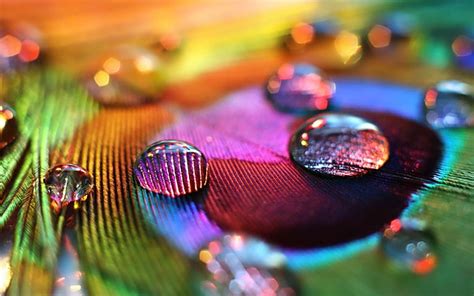 Hd Wallpaper Water Drops Macro Flower Hd Nature Wallpaper Flare