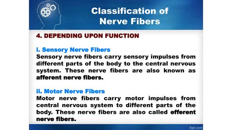 Nervous System Classification And Structure Of Neuron And Nerve Fibers Pptx