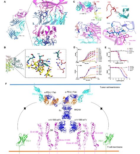 structure diagram of the hk010 interaction with pd l1 and 4 1bb a the