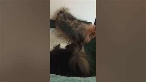 Роды Померанского Шпица что нужно делать и как не потерять щенков