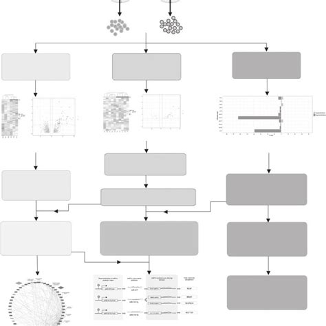 Workflow Of Experiment And Data Analysis Download Scientific Diagram