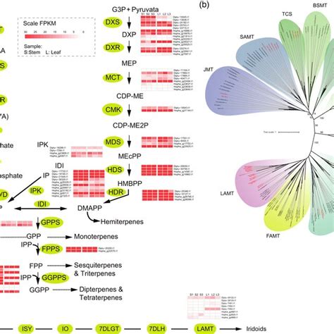 Biosynthetic Pathway Of Mepmva In Dipterocarpaceae A Mepmva