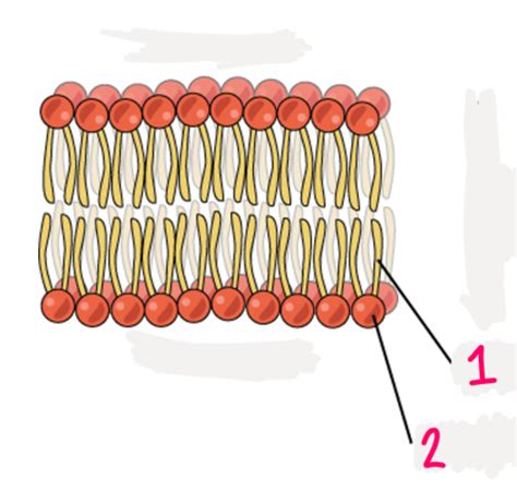 Biology Chapter Cell Membrane Transport Test Flashcards Quizlet