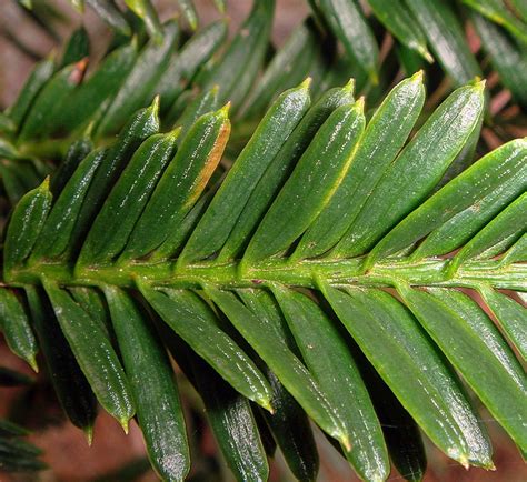 Trees Planet Sequoia Sempervirens Redwood