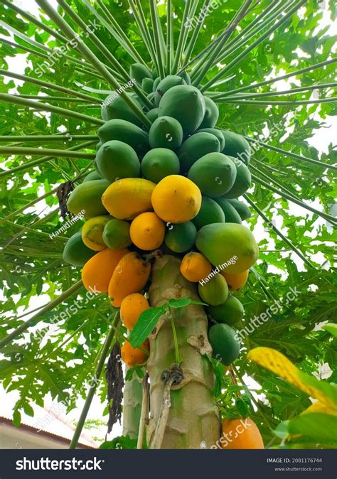 Papaya Plant