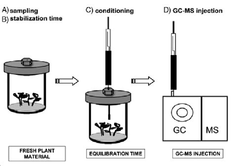Spme Gc Ms Analysis Scheme For Fresh Plant Material Download Scientific Diagram