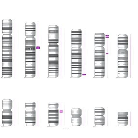 Loss Of Heterozygosity Regions Identified With Snp Array Download
