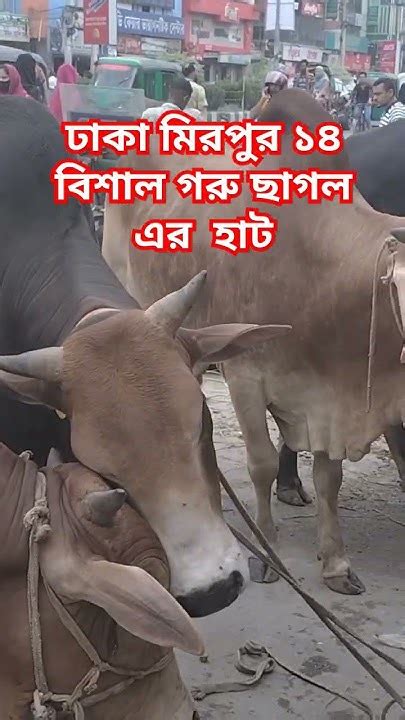 কোরবানির গরুর হাট Youtubeshorts Viralvideo গরুর হাট গরুছাগলওমহিষ