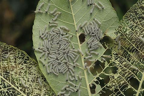 Diseases Pests FAQs Tree Care Tips