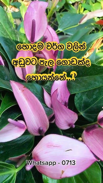 පොඩි පැල වුනාට කමක් නෑ අඩුවට පැල ගොඩක් දෙන්නකියන ඔයාලට මේ පැකේජ් එක🌱📦වර්ග ගොඩක් එකතුවකින්🪴💸