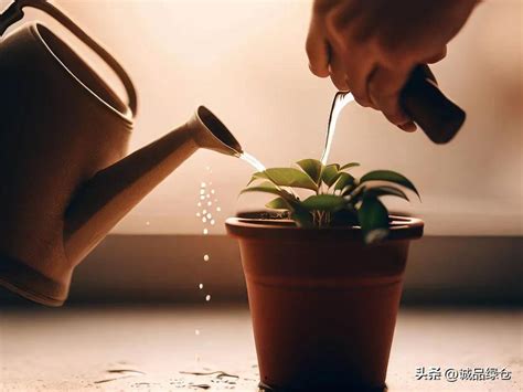 澆水有講究這些技巧讓你的盆栽茁壯成長 頭條匯