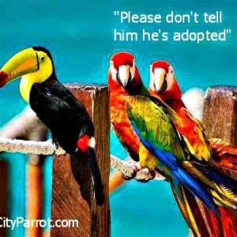 The Time To Dna Sex Your Bird Is Now Windy City Parrot