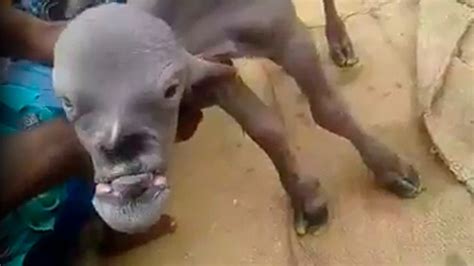 Demon Goat Appears In India Terrifying Village With Human Like Face