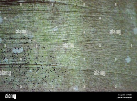 Detailed Close Up Of A Tree Trunk S Textured Surface Showcasing The Organic Patterns And