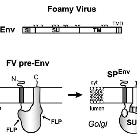 Pdf Post‑targeting Functions Of Signal Peptides