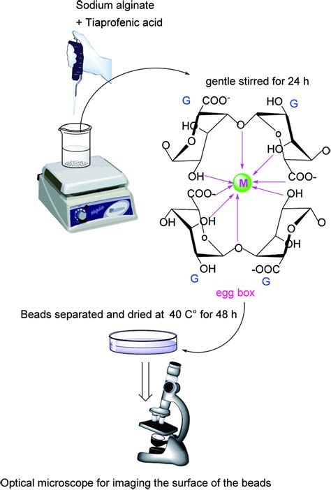 The Ionotropic Congealing Method Of Sodium Alginate Used To Prepare
