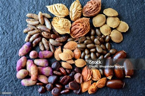 Berbagai Jenis Buahbuahankernel Lubang Batu Dan Bijibijian Biji Buah