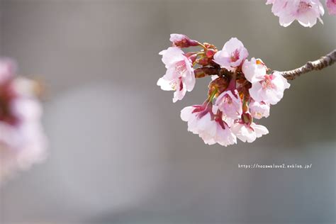 上越市の桜を見てきました 野沢温泉とその周辺いろいろ2