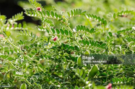신선한 녹색 Chickpeas 필드 일컬어 Harbara 또는 Harbhara 힌디어와 Cicer에는 과학적인 이름 병아리