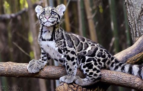 Cloud Leopard In Its Natural Habitat
