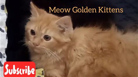 Cats Meow Golden Kittensfunny Cat Cat Video Youtube